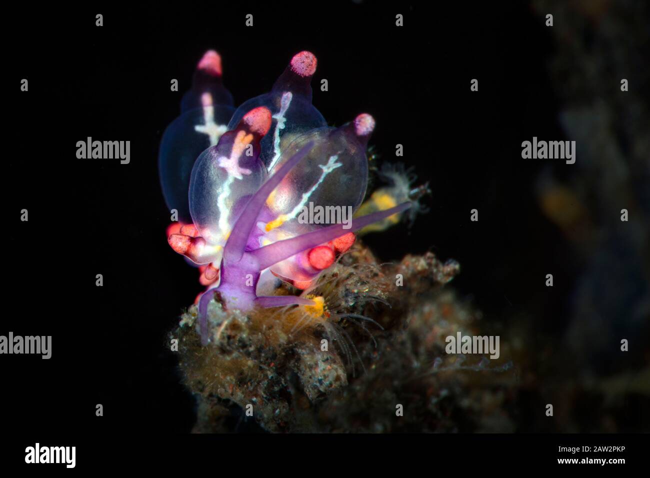Purple Eubranchus. Nudibranch (Eubranchus sp.). Underwater macro ...