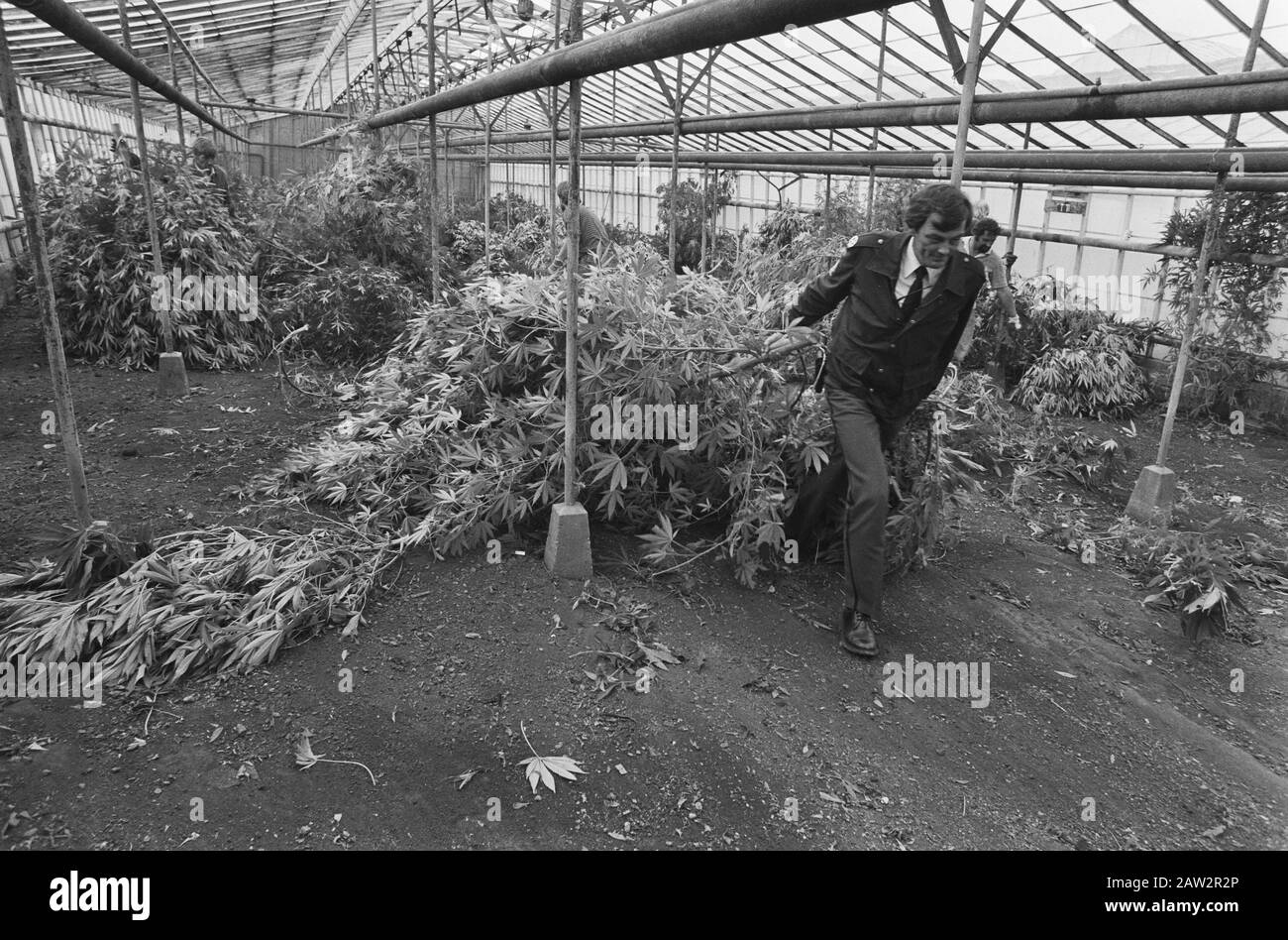 Drugs plants Black and White Stock Photos & Images - Alamy