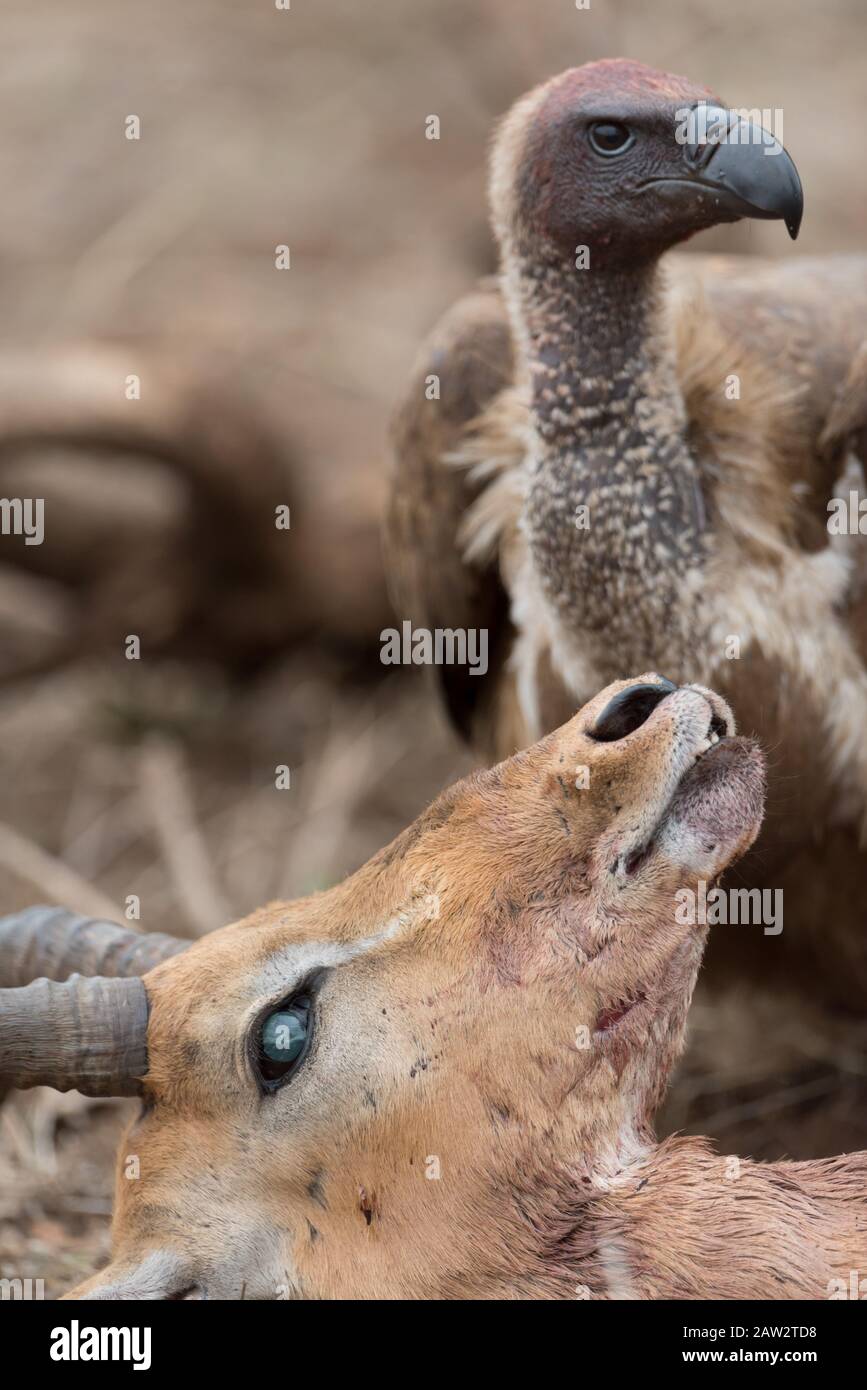 Animal carcass, impala carcass with vulture Stock Photo - Alamy