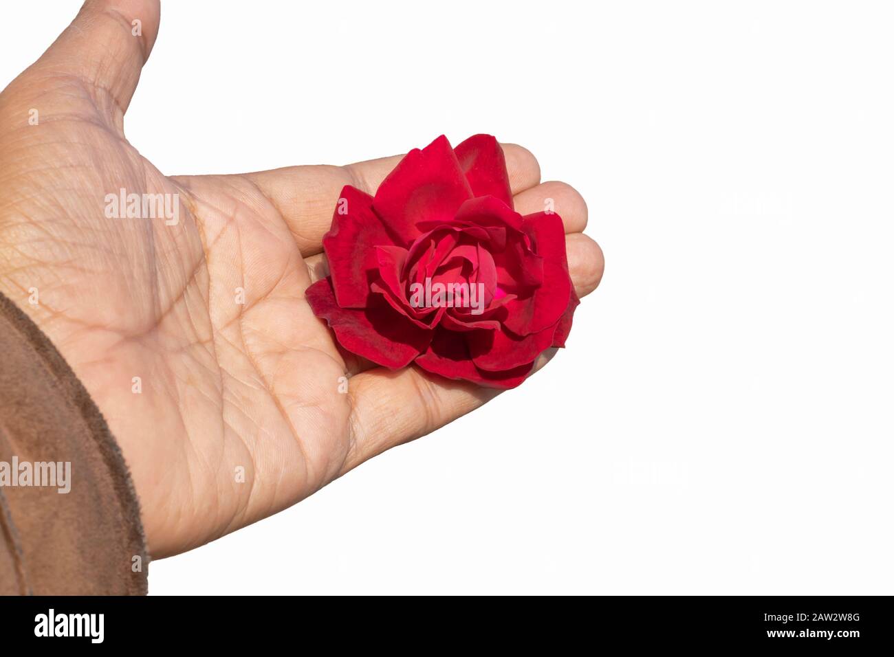 close up of beautiful red rose flower in human hand isolated on a white ...