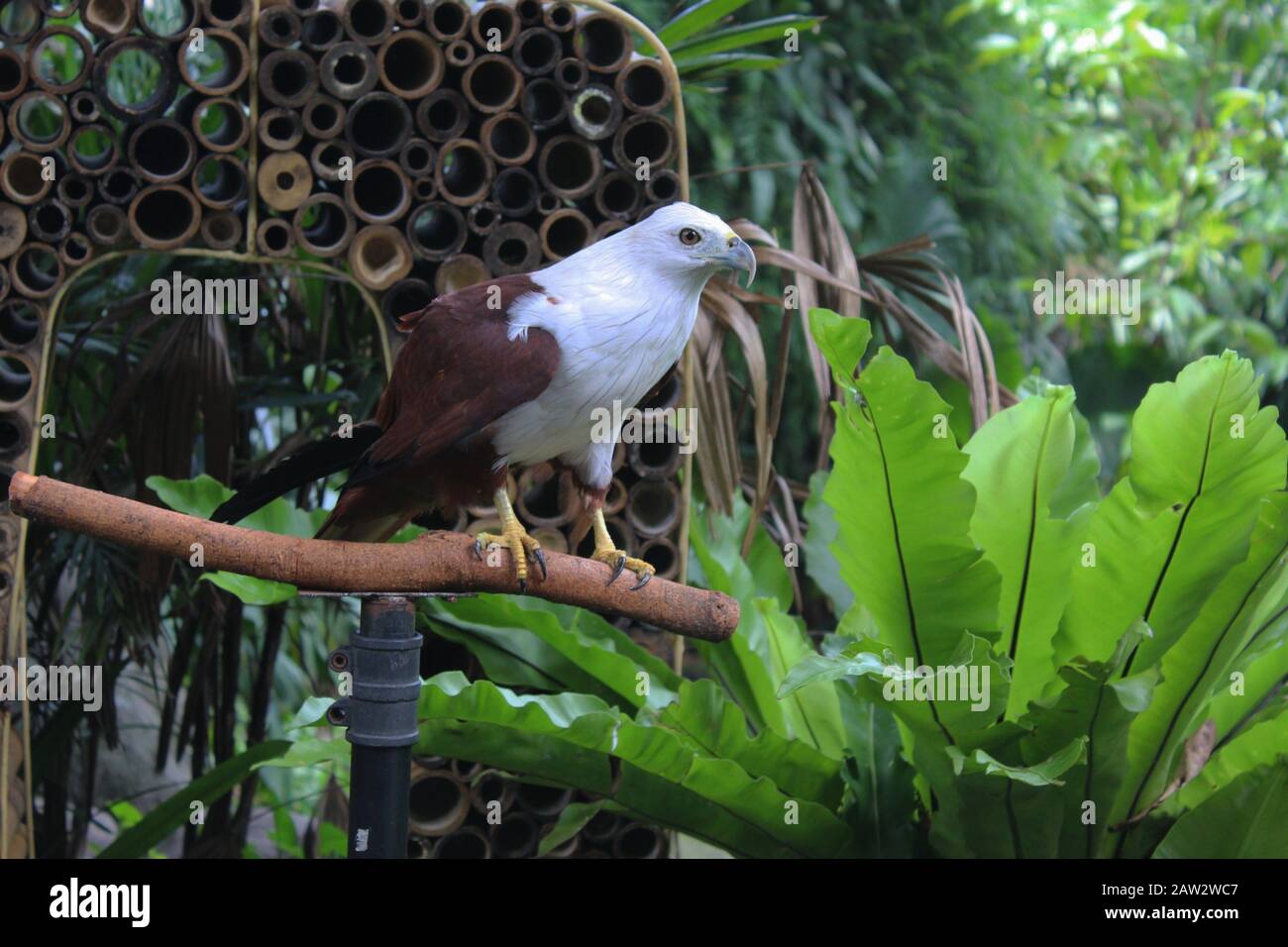 birds in the jungles of Indonesia Stock Photo - Alamy