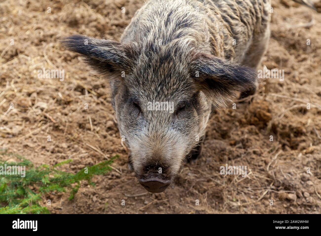 A big boar finding foods among the stones on a summer sunny day Stock ...