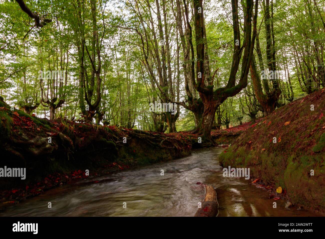 landscape in the forest in the basque country Stock Photo - Alamy