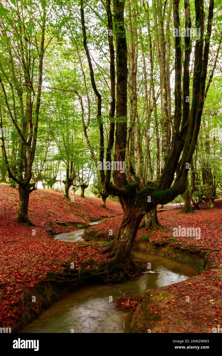 landscape in the forest in the basque country Stock Photo - Alamy
