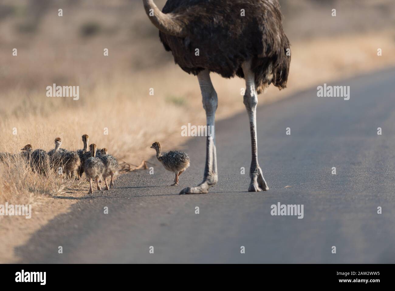 Ostrich egg africa hi-res stock photography and images - Alamy