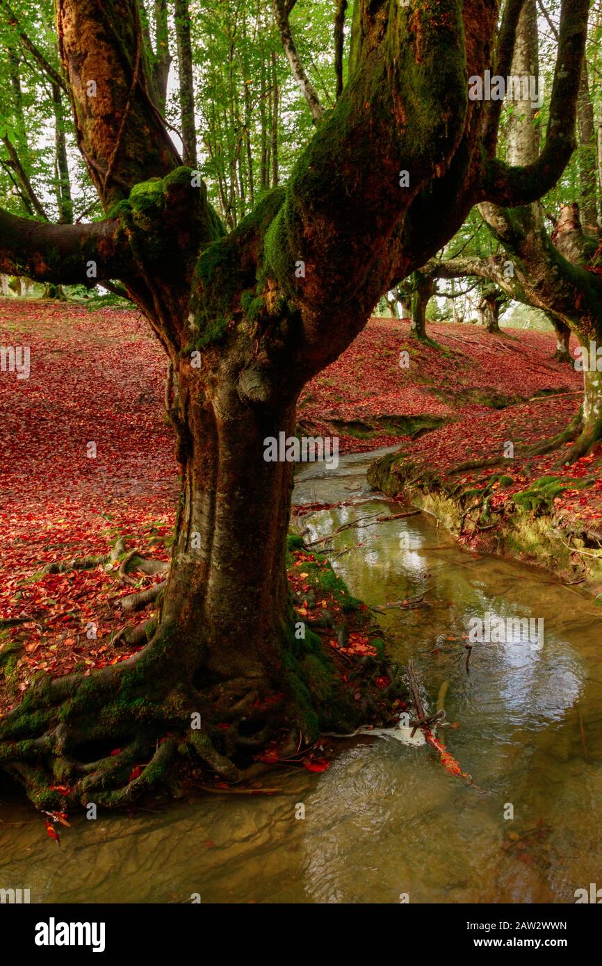 landscape in the forest in the basque country Stock Photo - Alamy