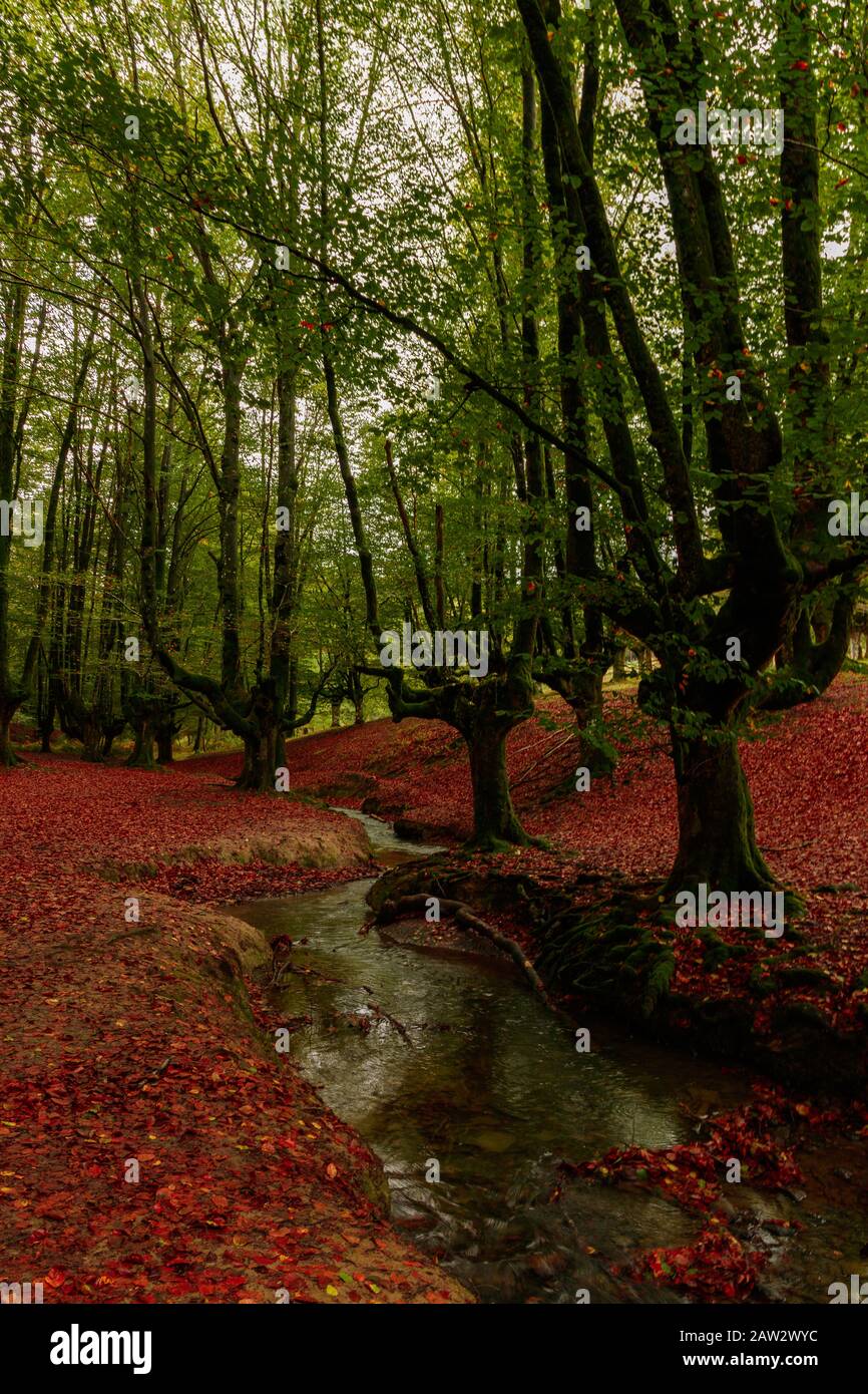 landscape in the forest in the basque country Stock Photo - Alamy