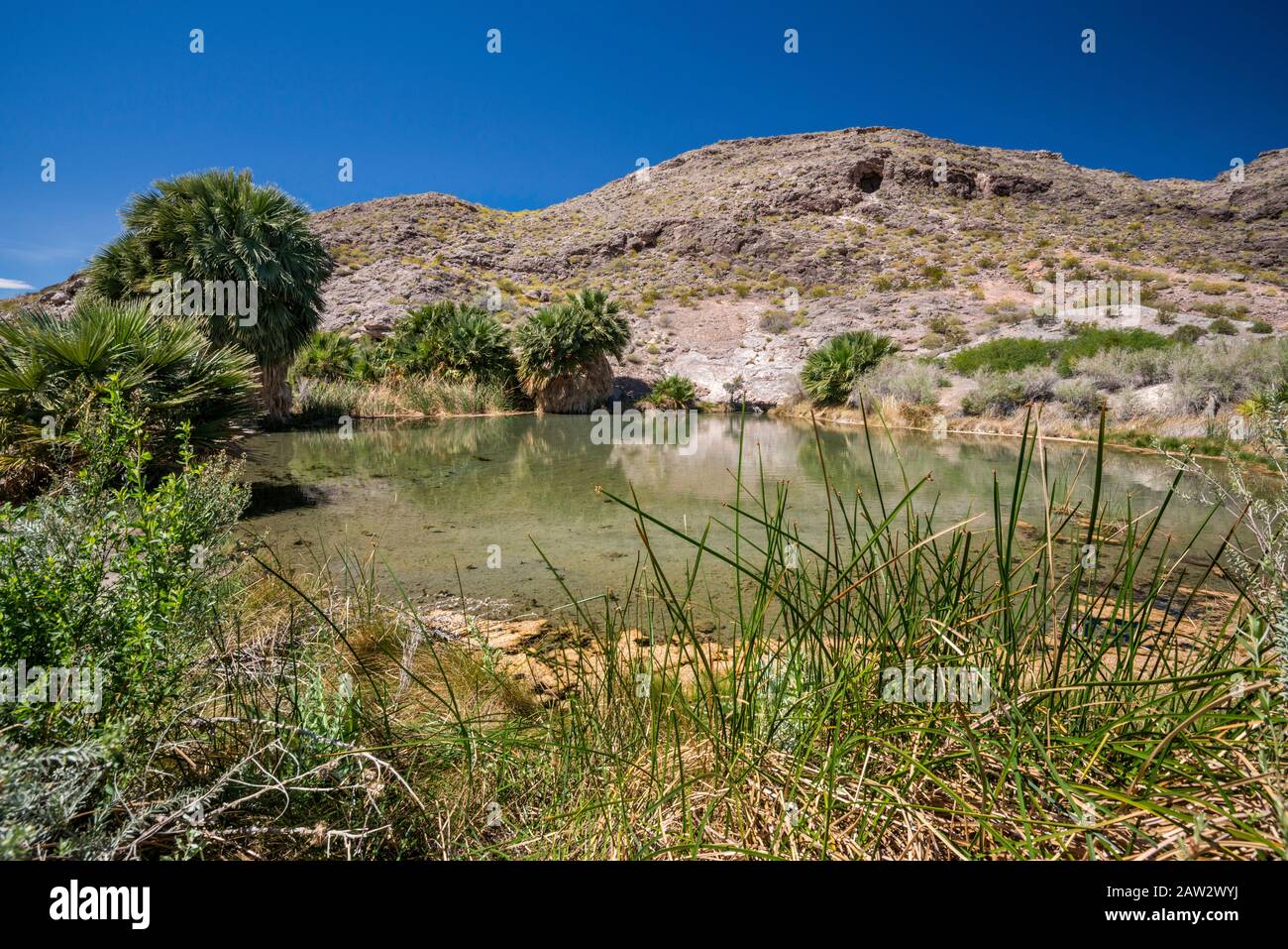 Pond at Rogers Spring, geothermal hot spring oasis near Northshore Road ...