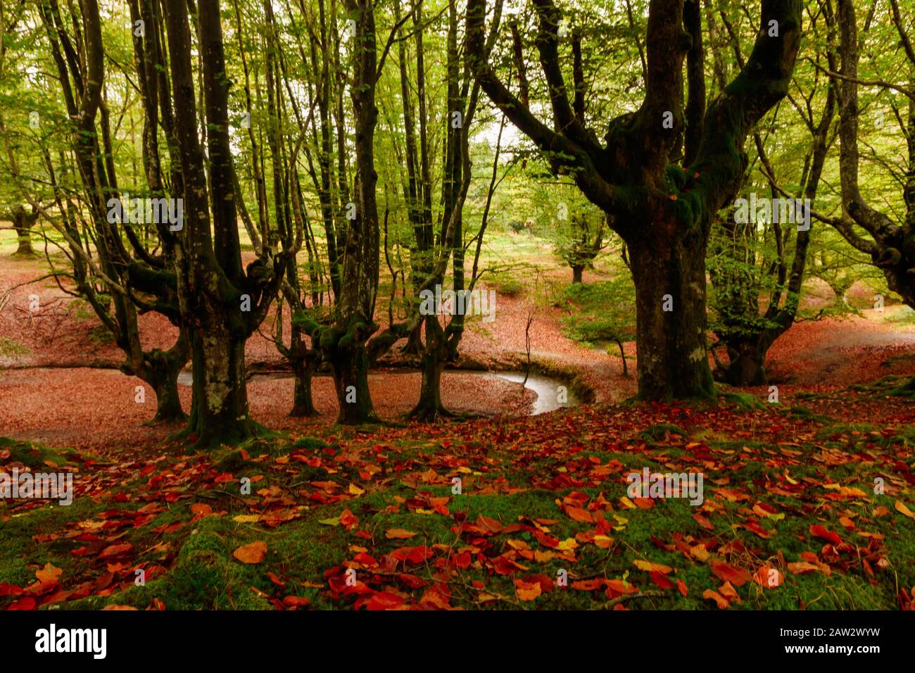 landscape in the forest in the basque country Stock Photo - Alamy