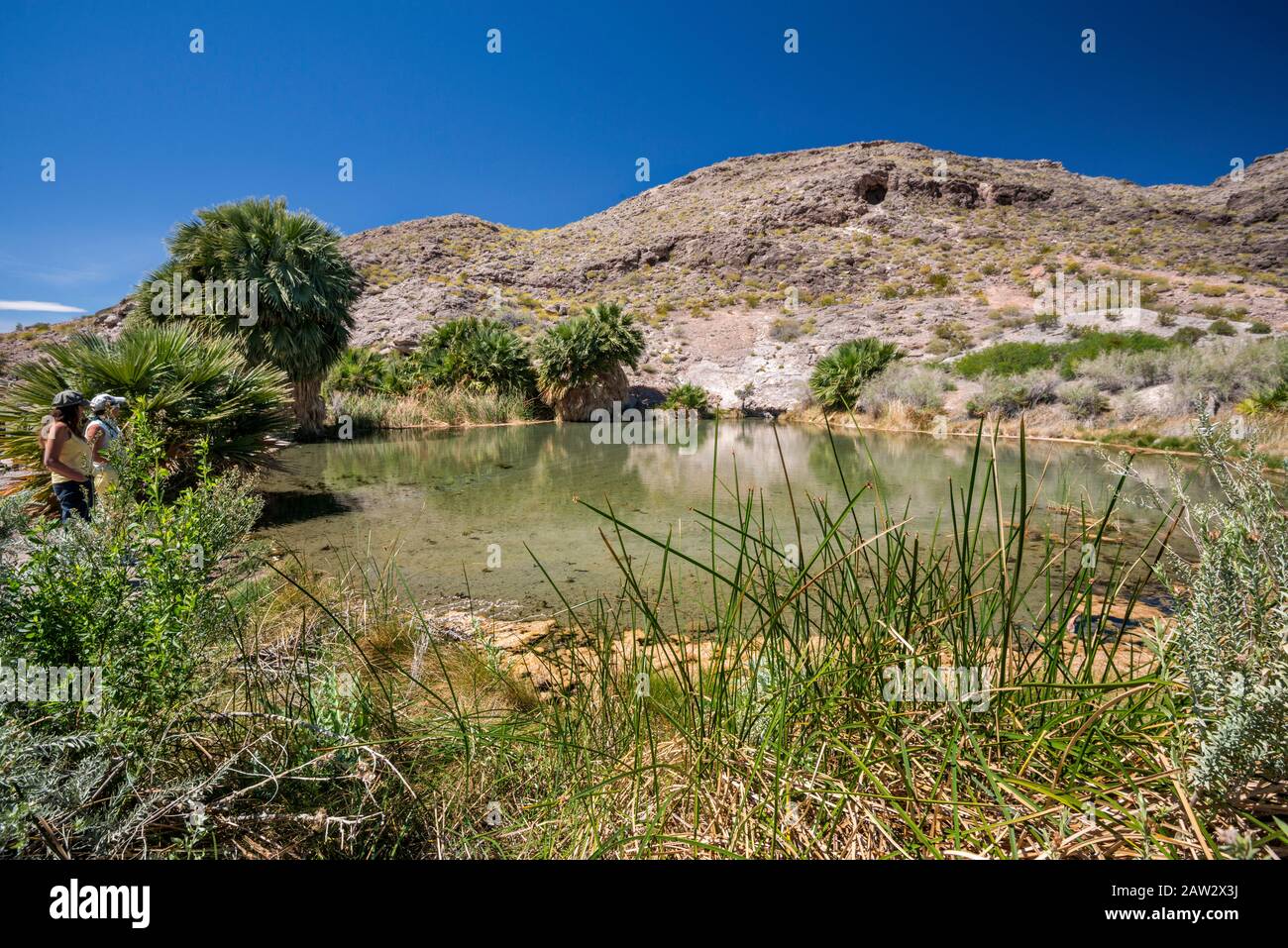 Pond at Rogers Spring, geothermal hot spring oasis near Northshore Road ...