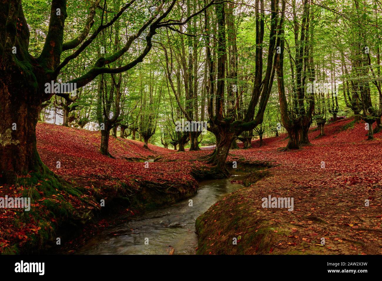 landscape in the forest in the basque country Stock Photo - Alamy