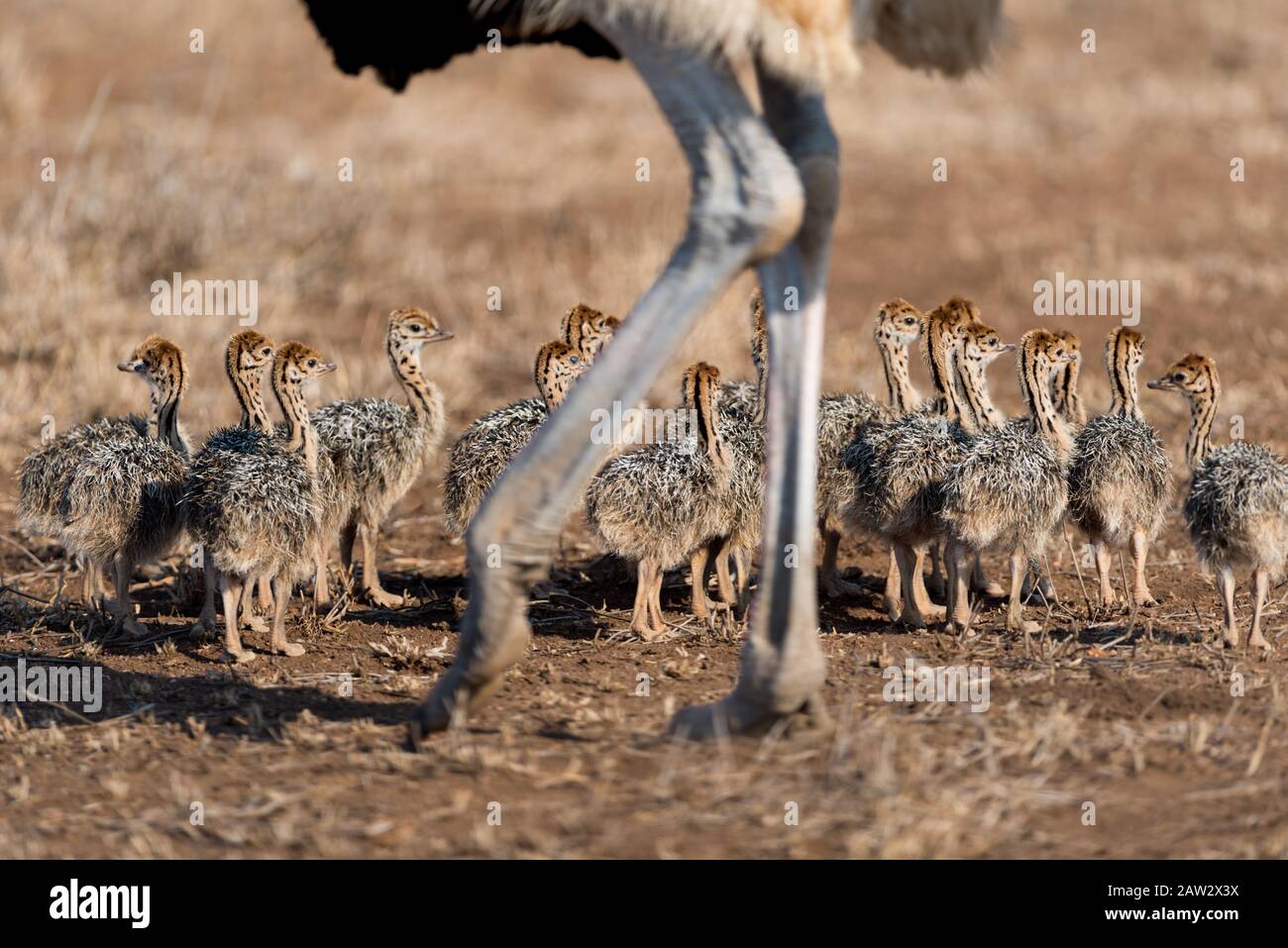 Ostrich chicks with mom ostrich in the wilderness Stock Photo - Alamy