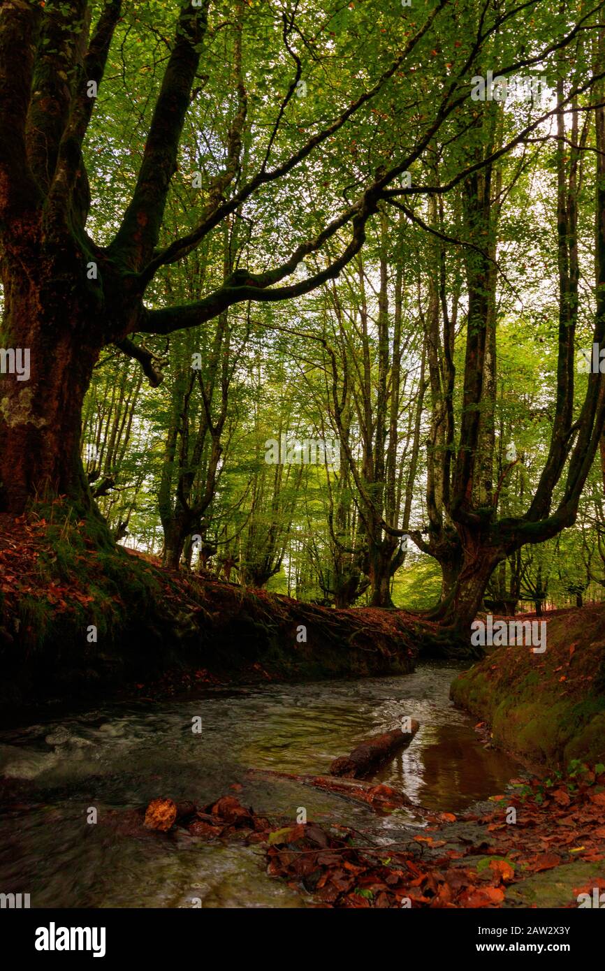 landscape in the forest in the basque country Stock Photo - Alamy