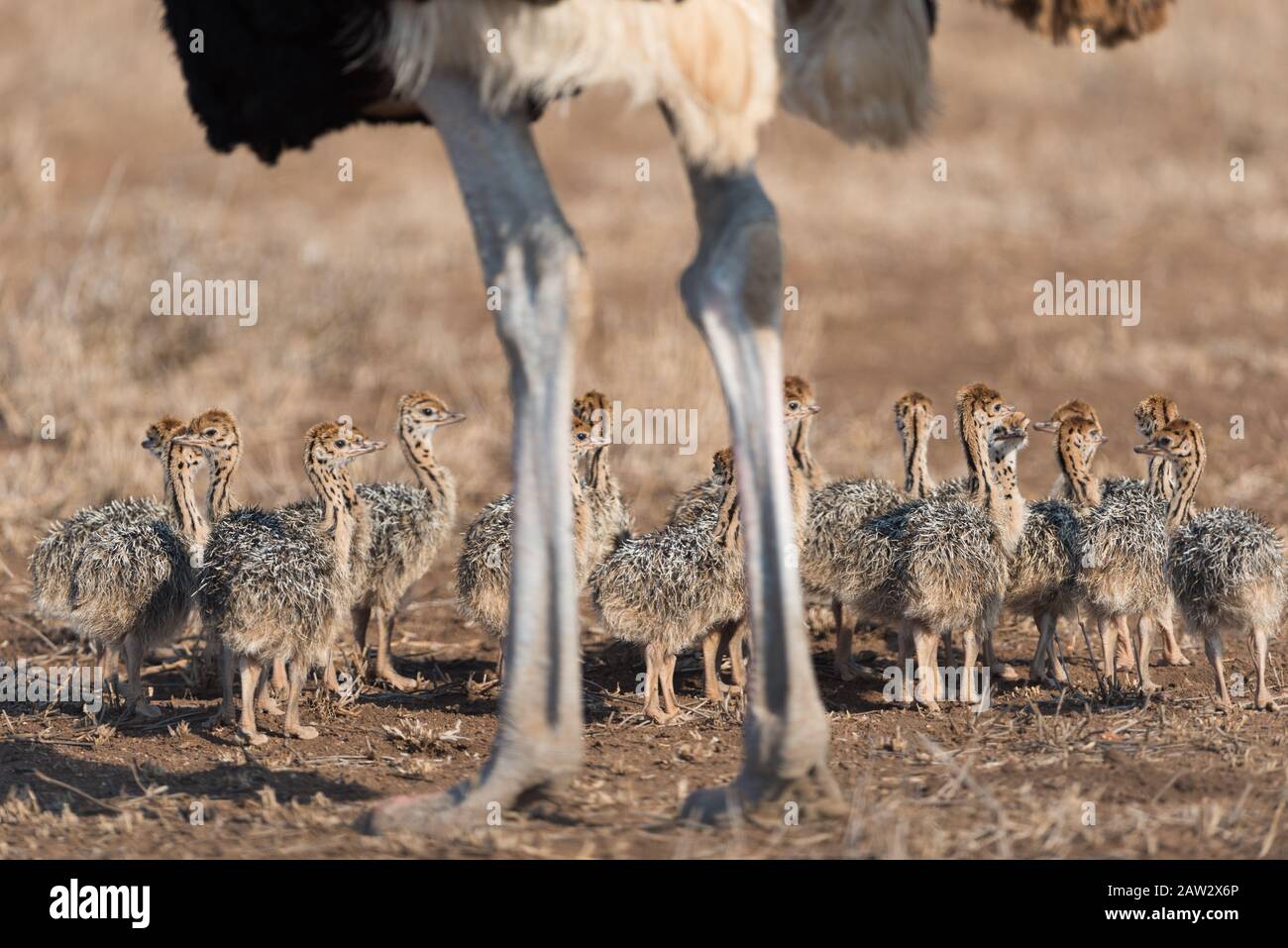 Ostrich chicks with mom ostrich in the wilderness Stock Photo - Alamy