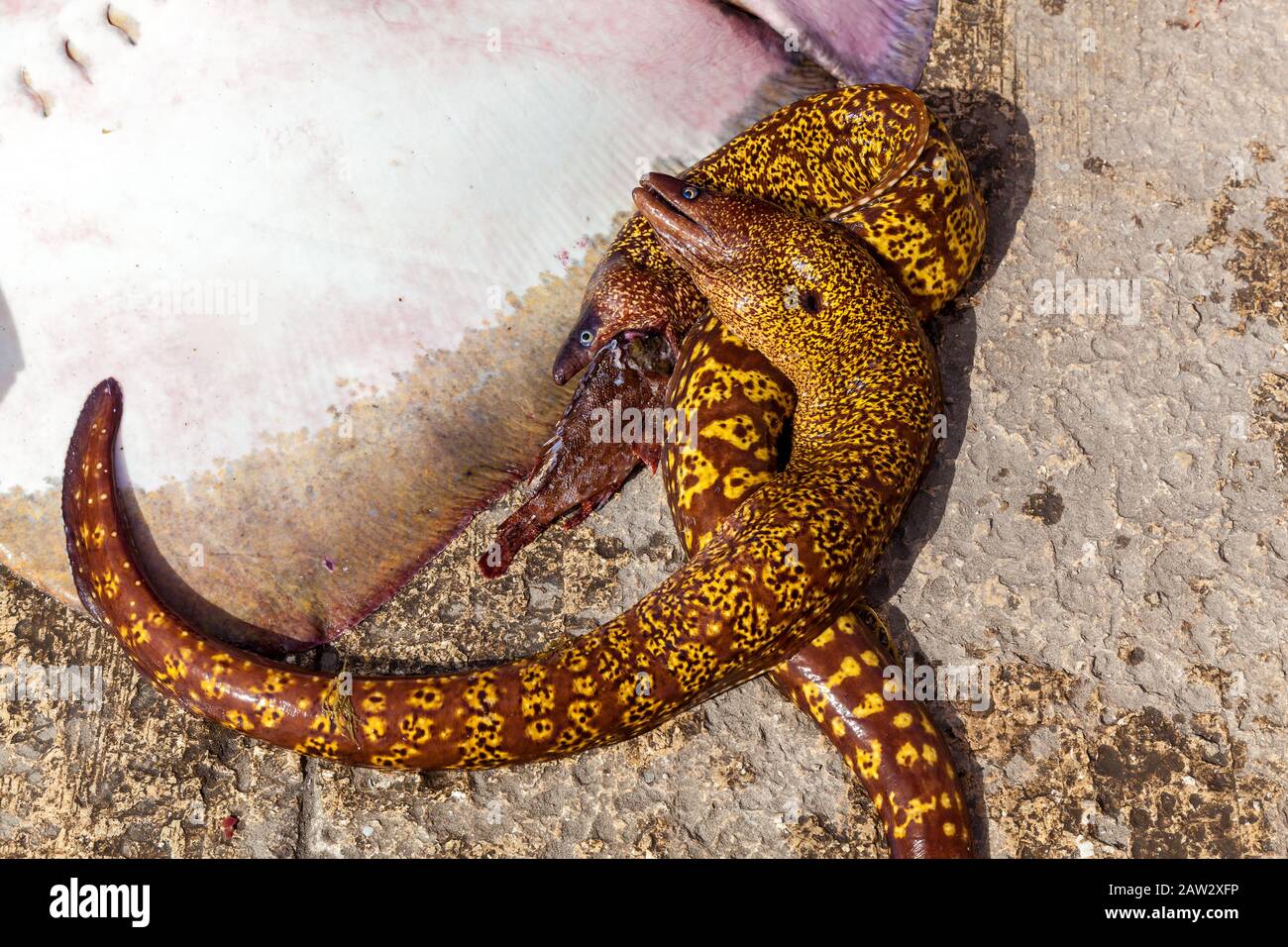 Moral eel head hi-res stock photography and images - Alamy