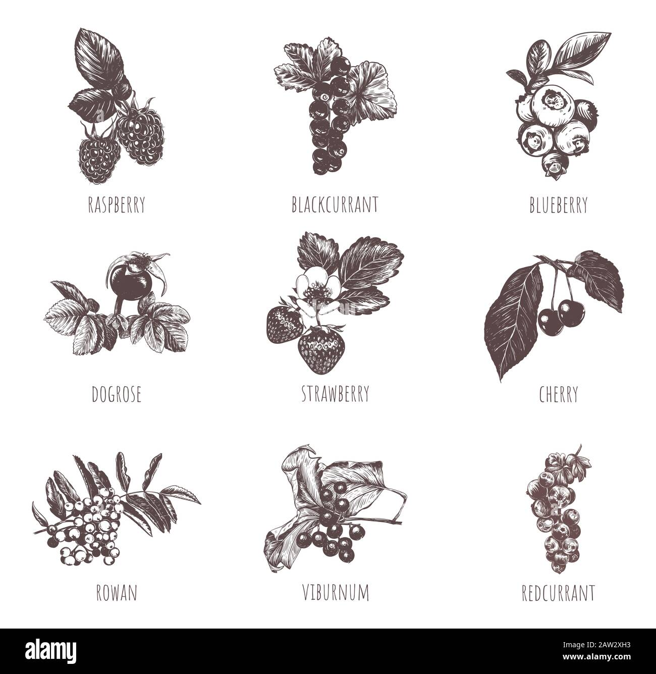 Drawing black currant berries Cut Out Stock Images & Pictures - Alamy