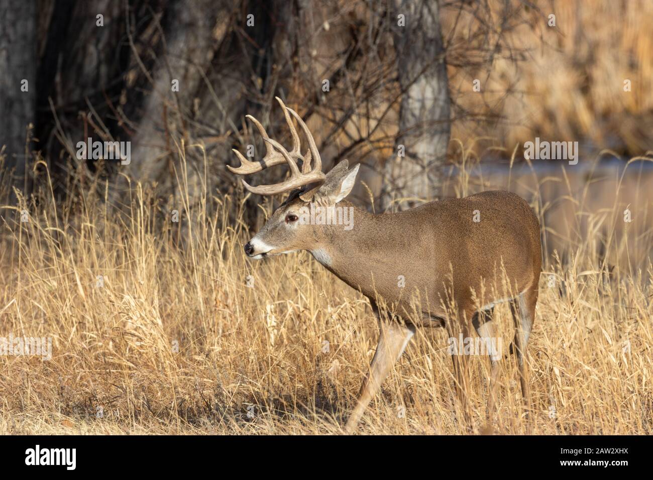 Whitetail Deer Buck in Fall Stock Photo - Alamy