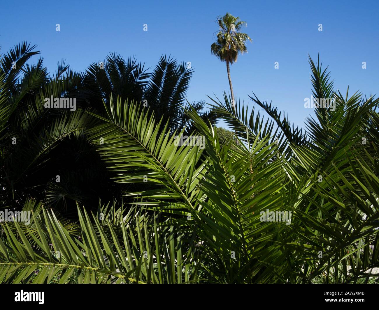 Palm trees lisbon hi-res stock photography and images - Alamy
