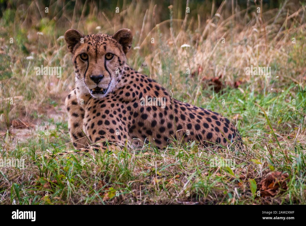 Cheetah laying down and rest in the savannah Stock Photo - Alamy