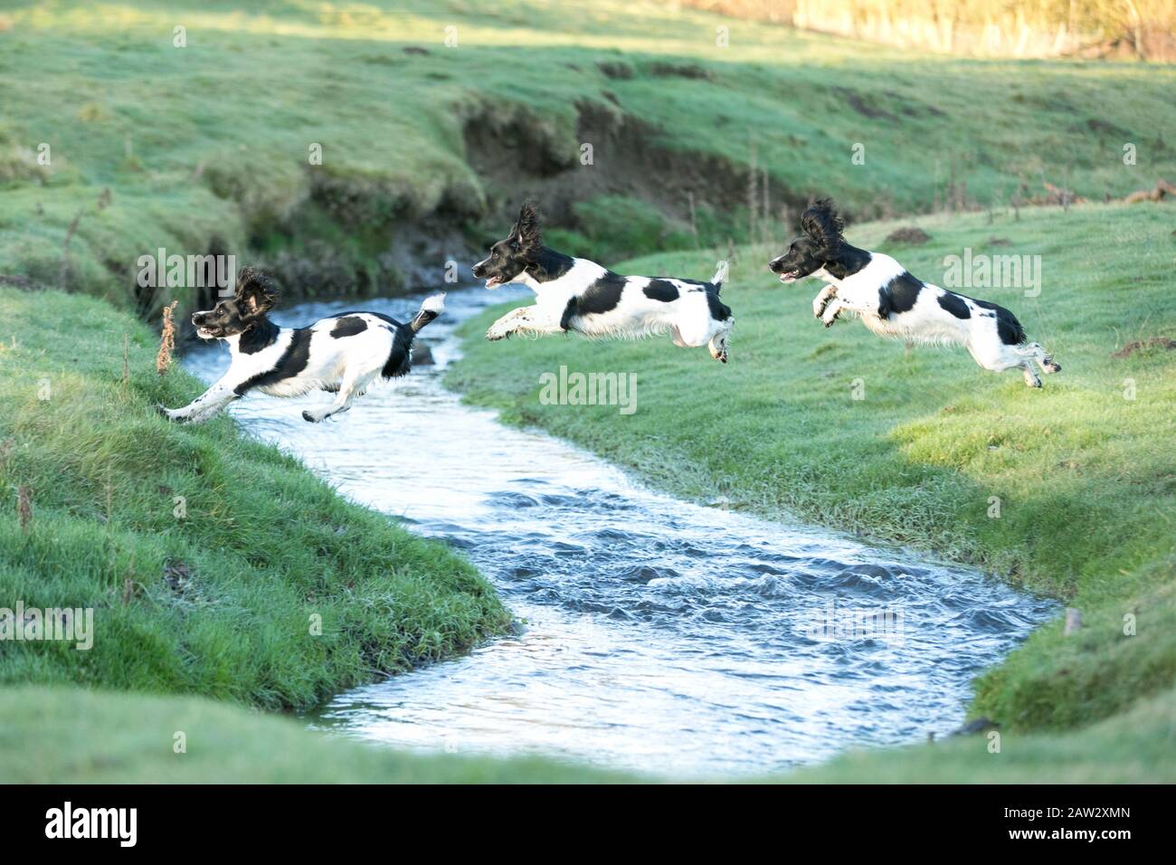 multiple exposure dog jumping Stock Photo - Alamy