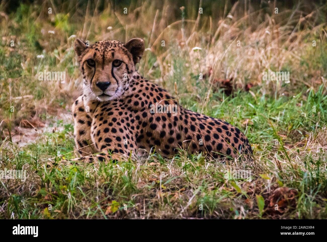 Cheetah laying down and rest in the savannah Stock Photo - Alamy
