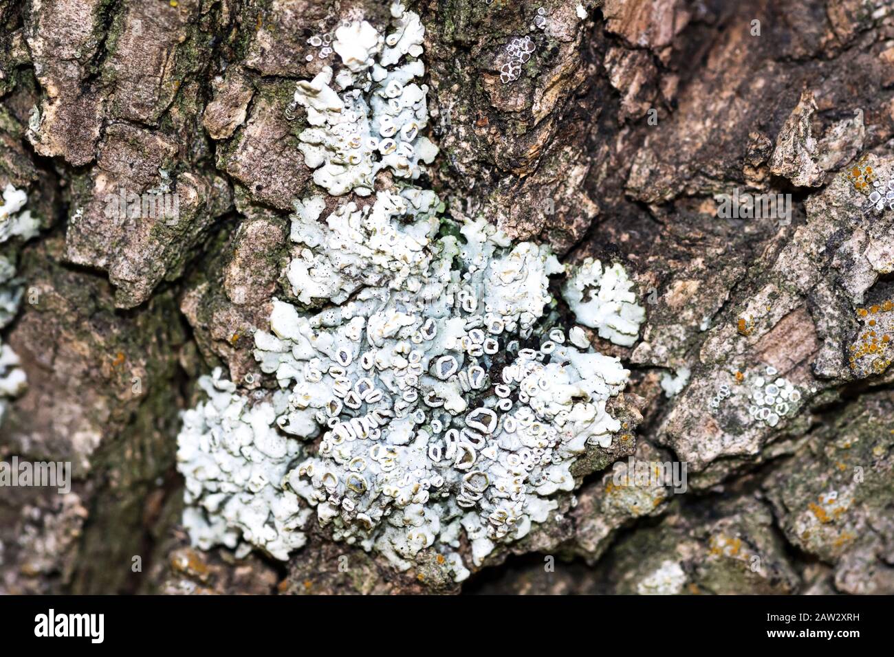 Tree trunk white fungi hi-res stock photography and images - Alamy