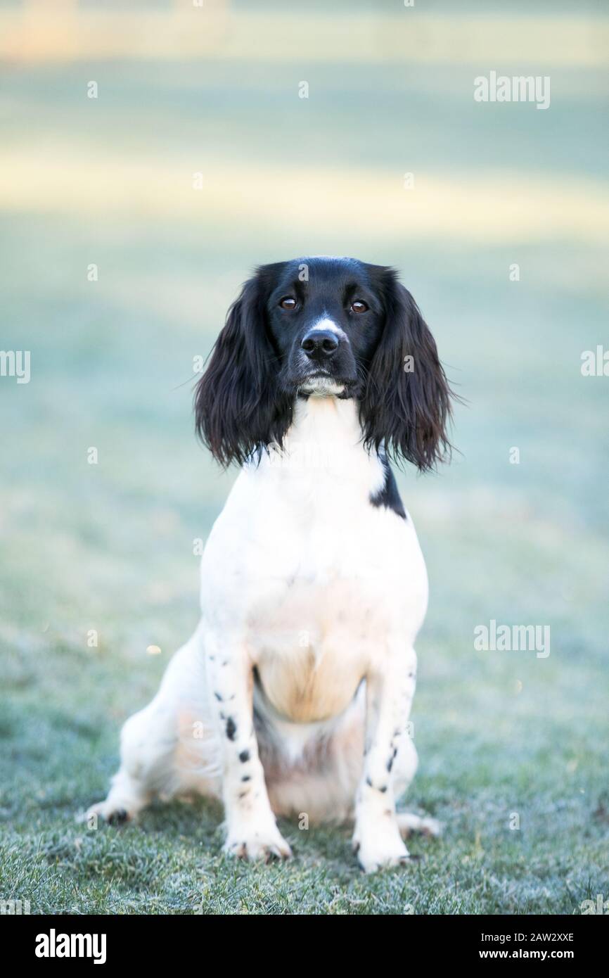 Springer spaniel portrait Stock Photo - Alamy
