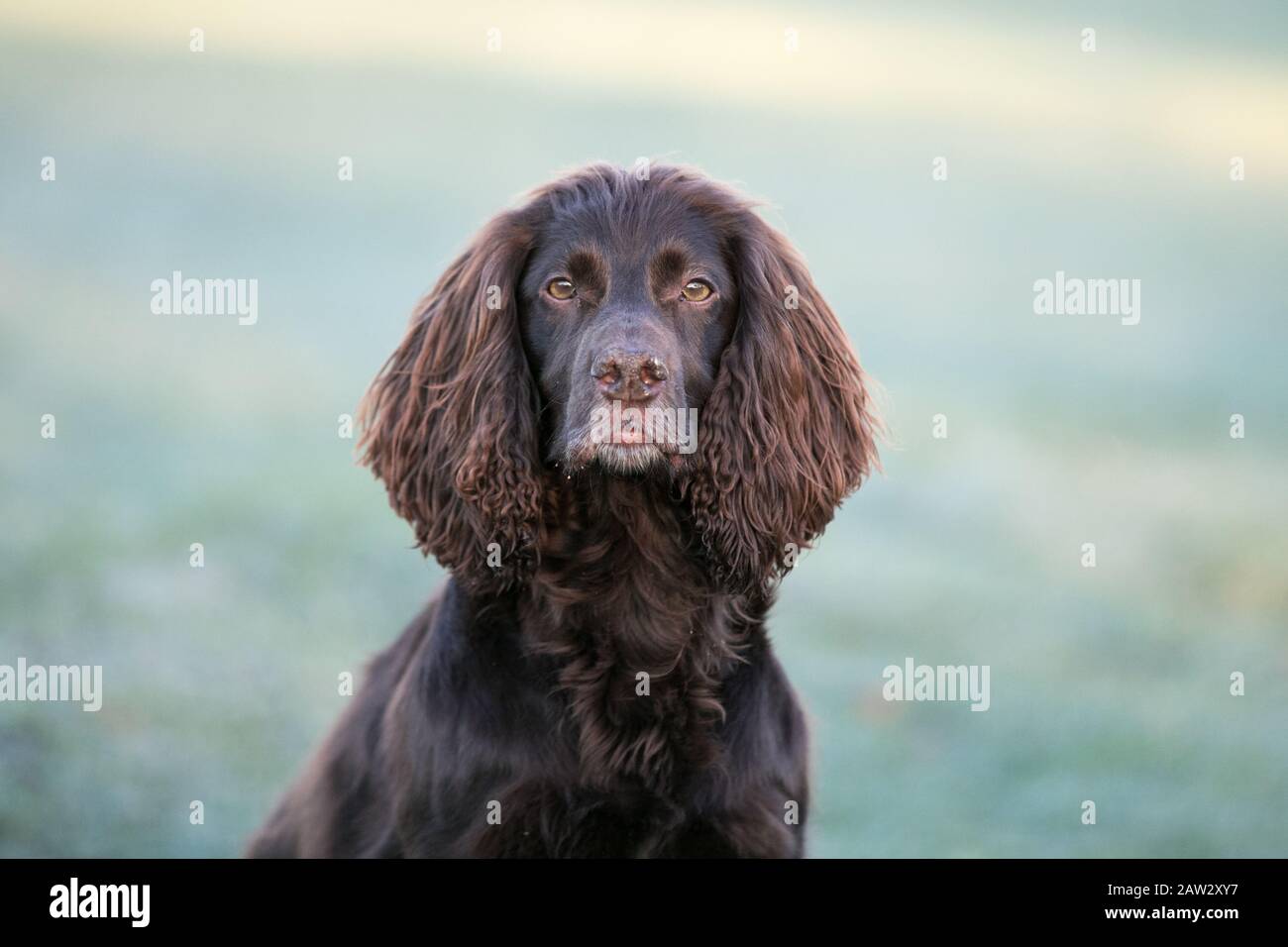 Working cocker spaniel sitting hi-res stock photography and images - Alamy