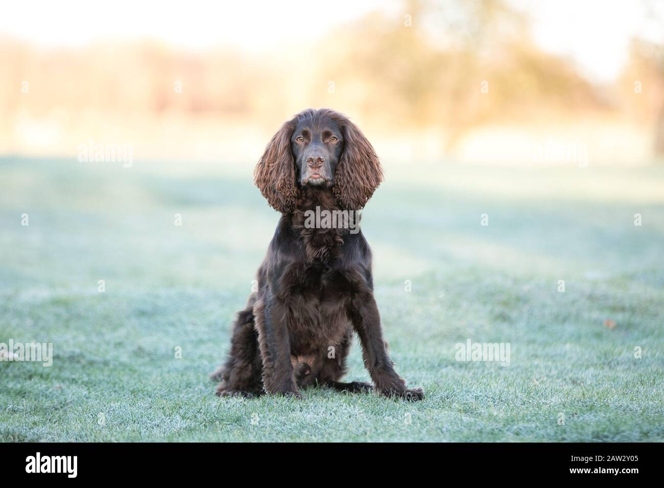 Working cocker spaniel sitting hi-res stock photography and images - Alamy