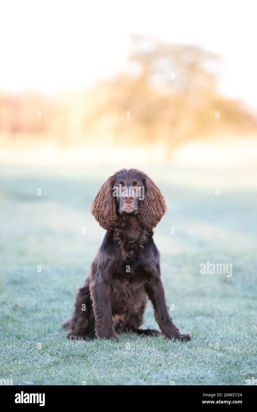 Working cocker spaniel sitting hi-res stock photography and images - Alamy