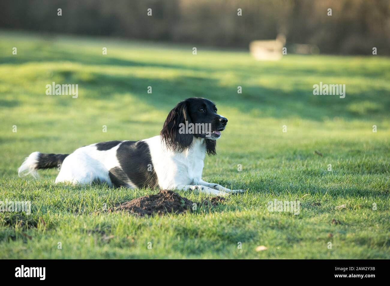 Black and white springer spaniel hi-res stock photography and images ...