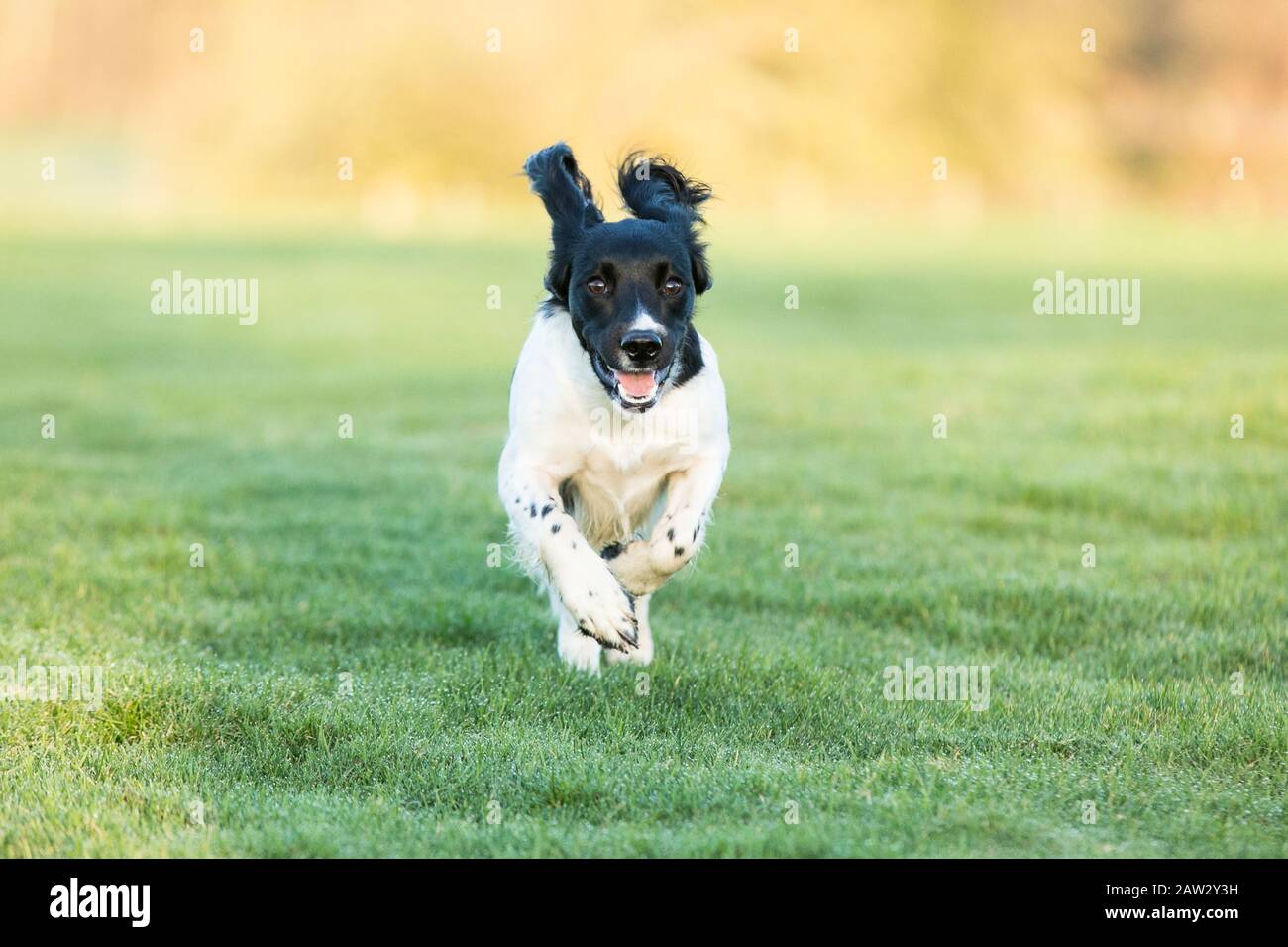 Run spaniel hi-res stock photography and images - Alamy