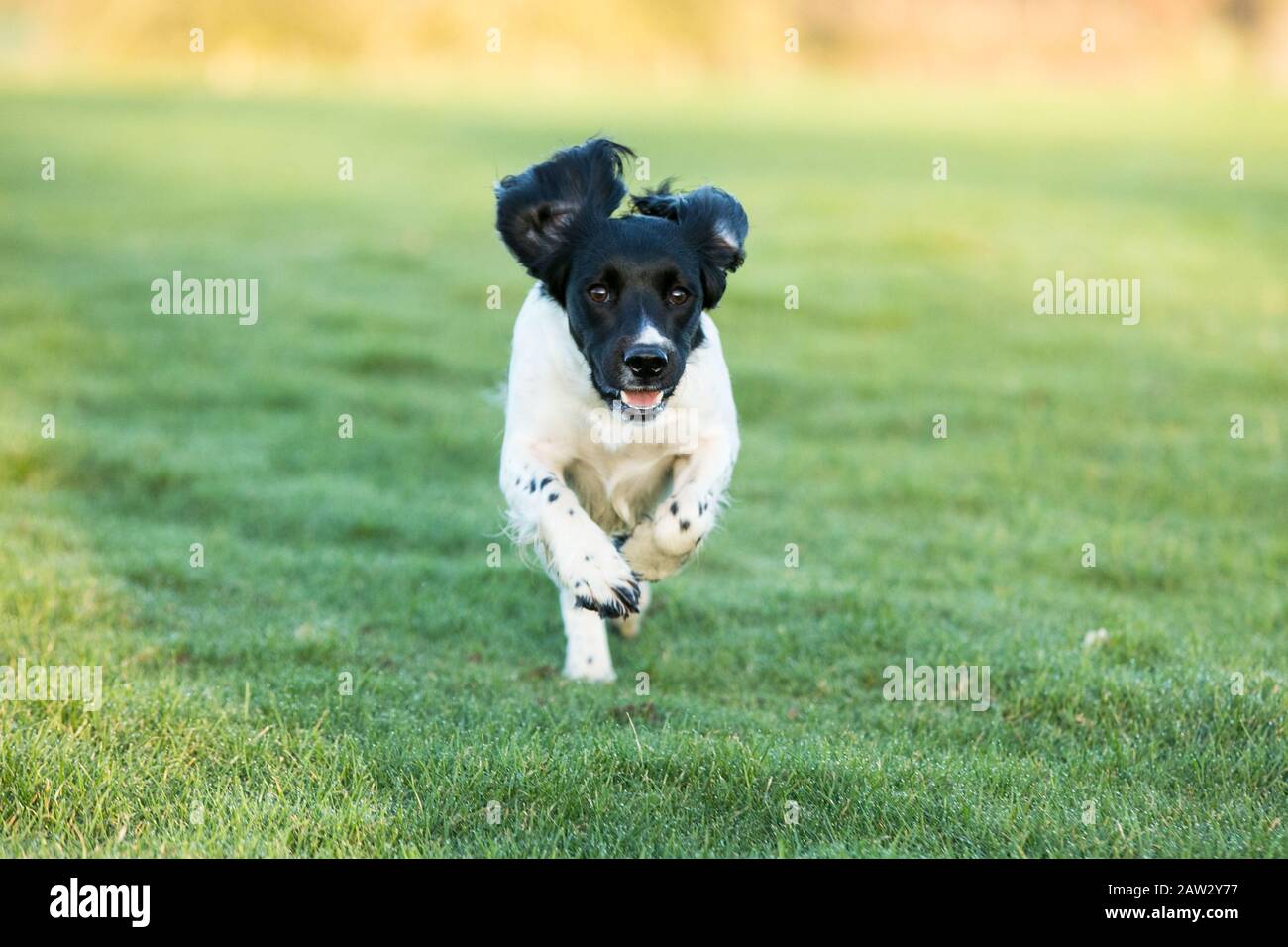 Dog running toward camera hi-res stock photography and images - Alamy