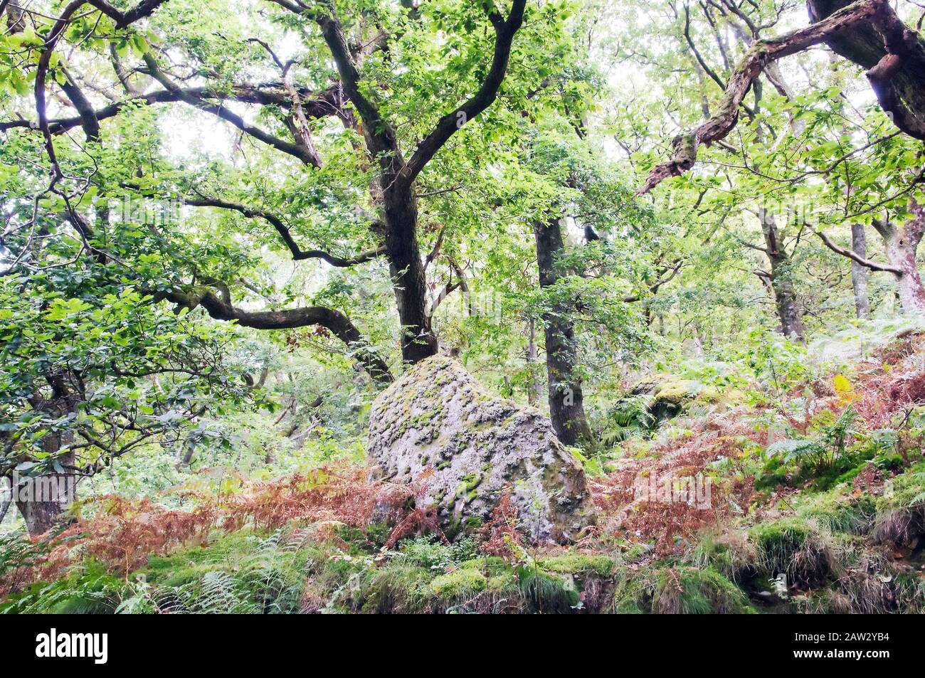 Beautiful woodland scene with trees and rocks Stock Photo - Alamy