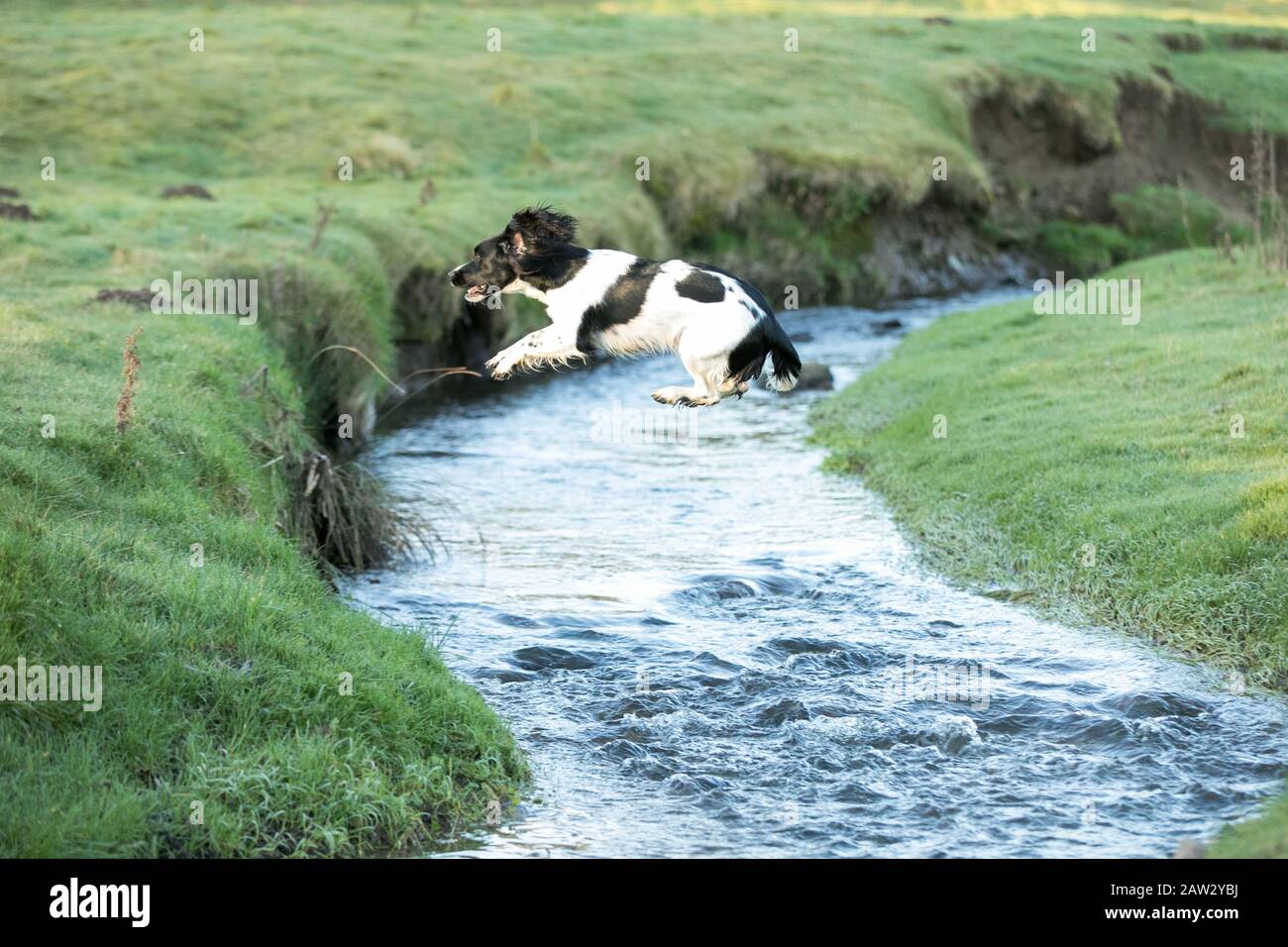 Jumping Over A Stream Of Water High Resolution Stock Photography and ...