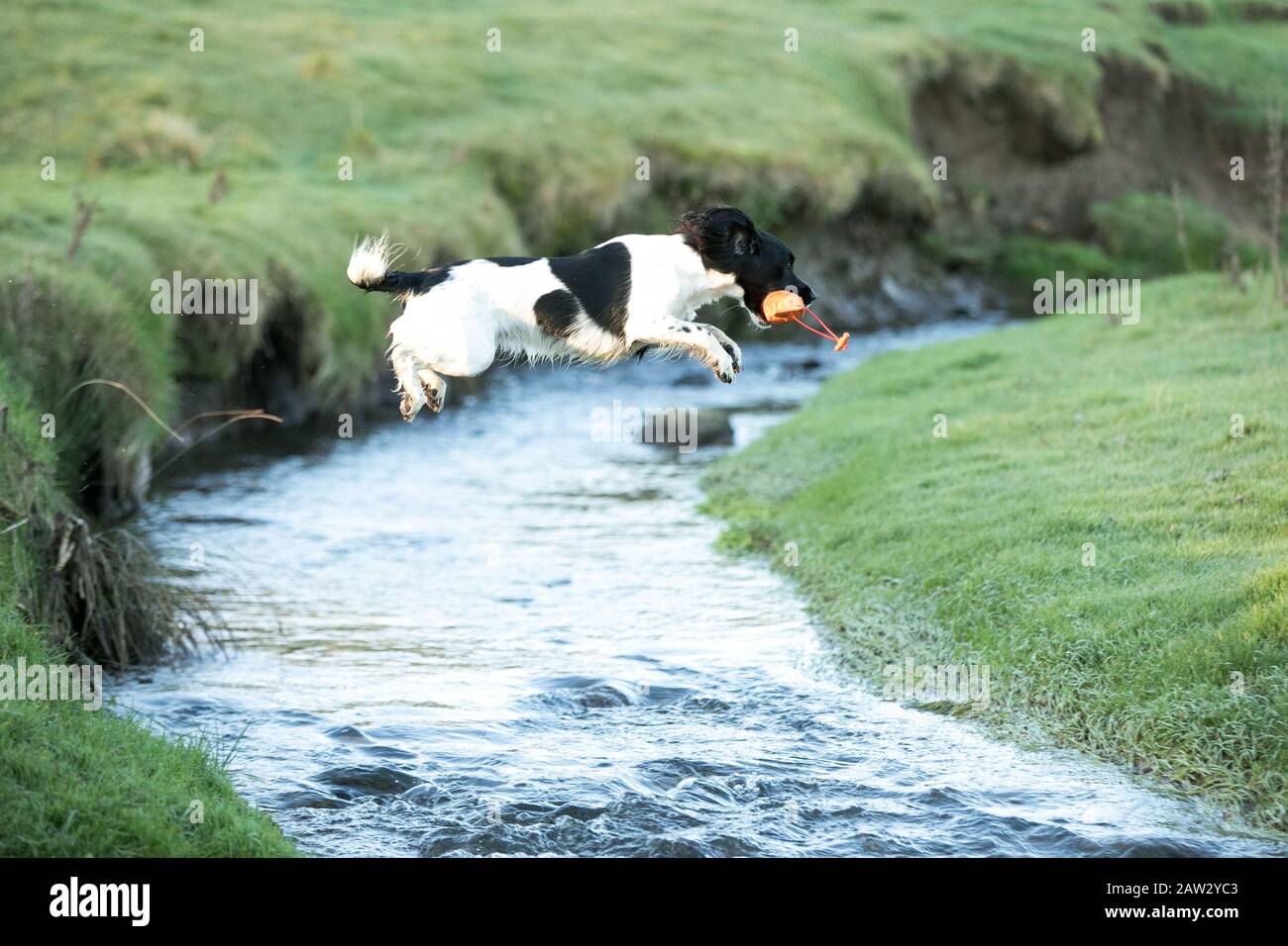 River Rock Dog Jump at Andre Mccann blog