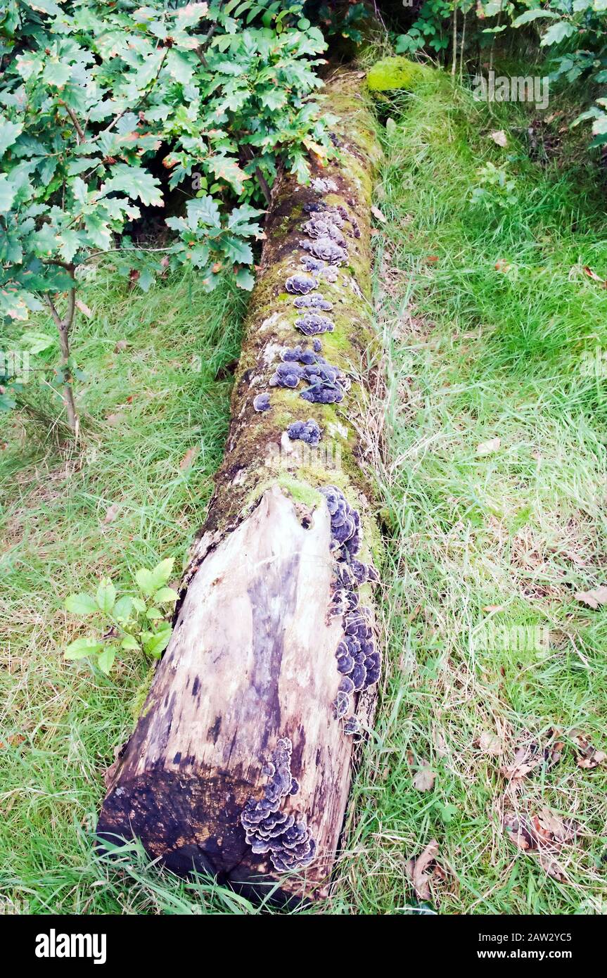 Chopped logs and trees rotting naturally Stock Photo - Alamy