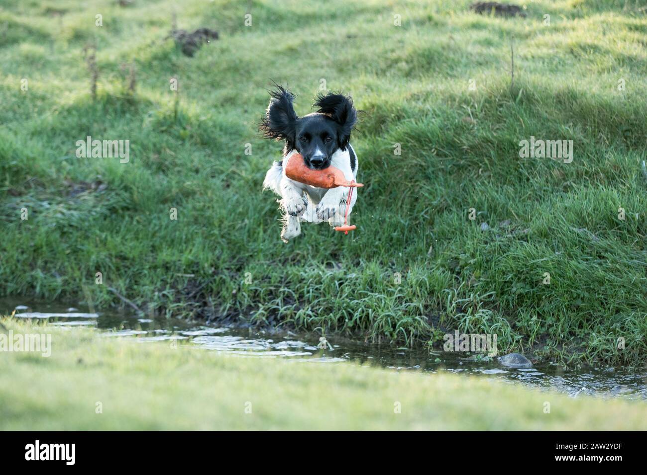 Leap over camera hi-res stock photography and images - Alamy