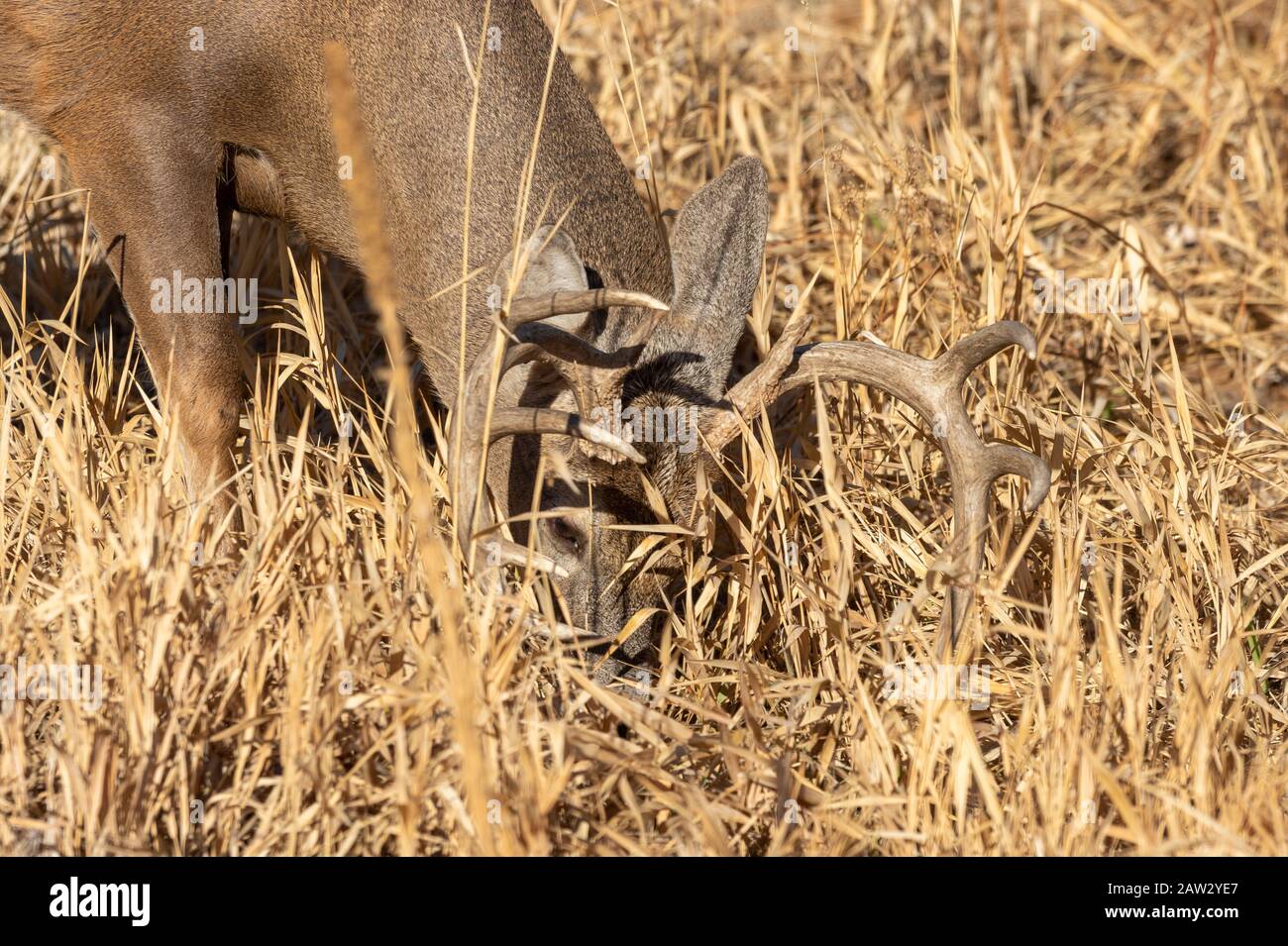 Whitetail Deer Buck in Fall Stock Photo - Alamy
