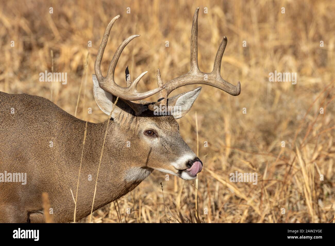 Whitetail Deer Buck in Fall Stock Photo - Alamy