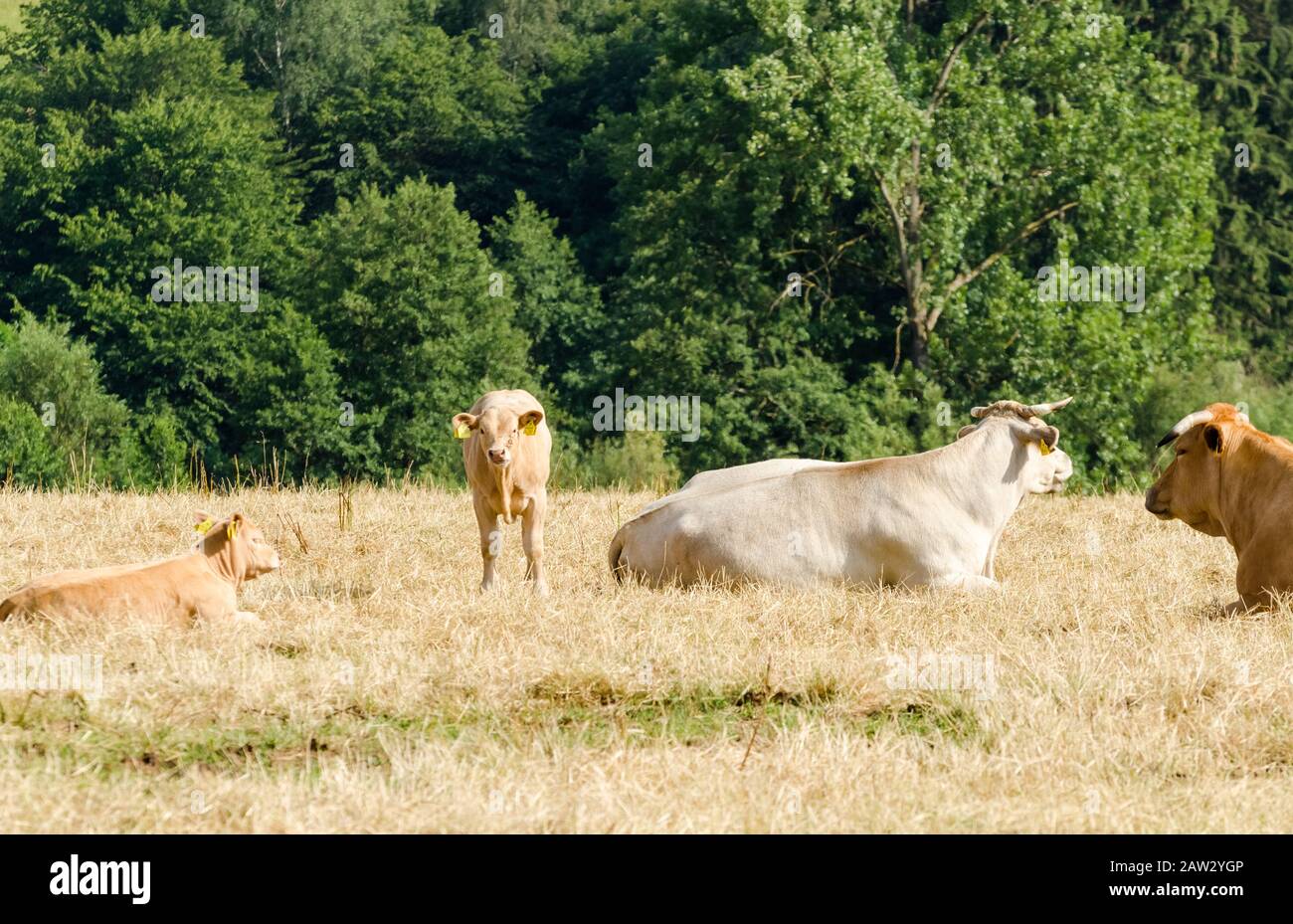 Domestic cattle livestock calf and herd of cows, bos taurus, on a ...