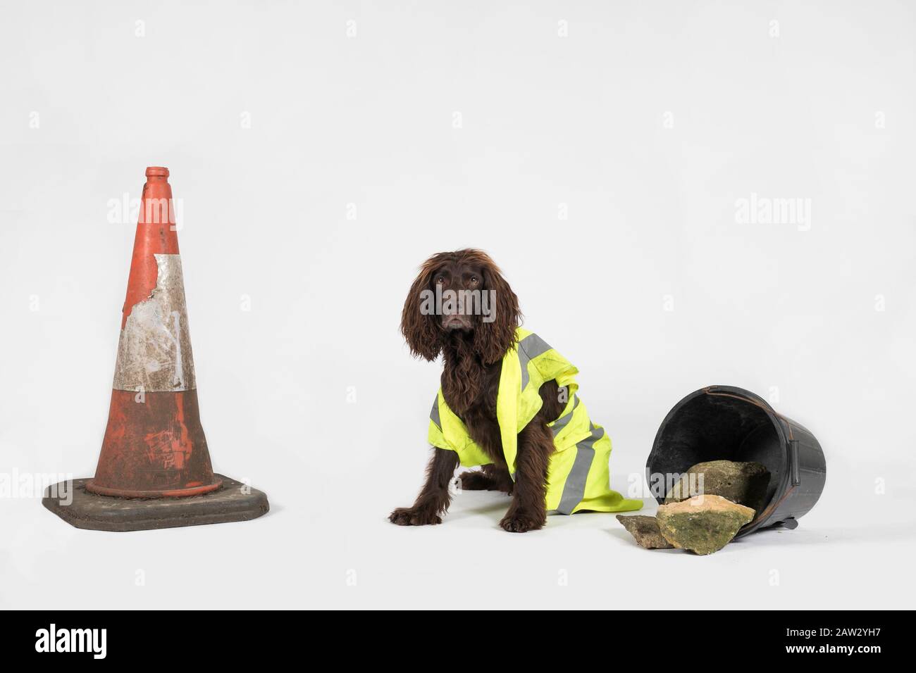 Dog dressed up as a builder Stock Photo - Alamy