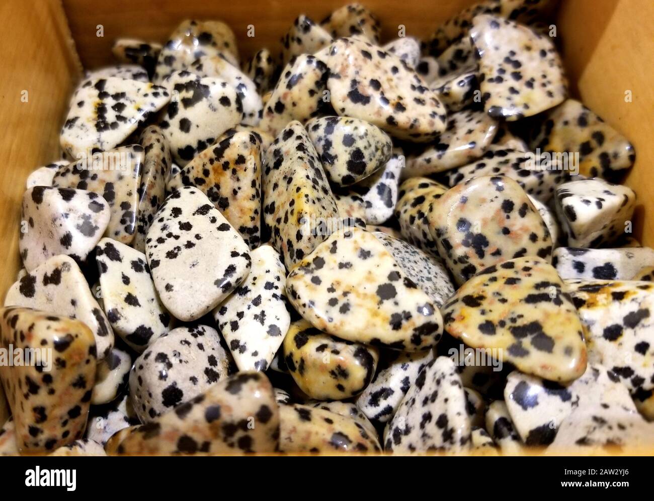 Dalmation jasper hi-res stock photography and images - Alamy