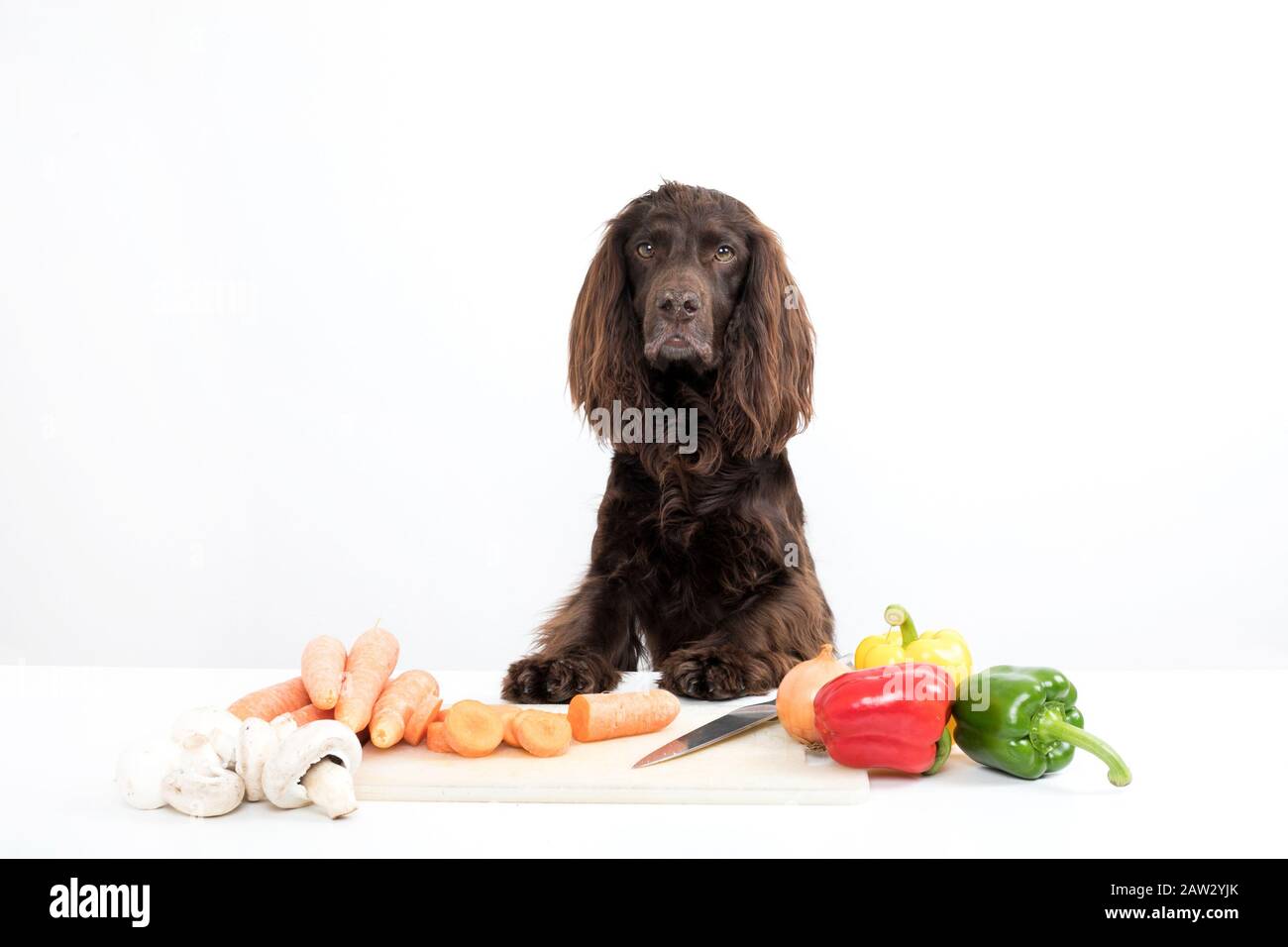 Dog being a chef Stock Photo - Alamy
