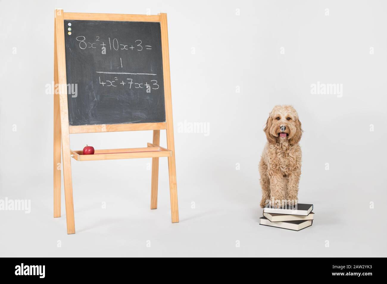 Dog teaching maths Stock Photo - Alamy