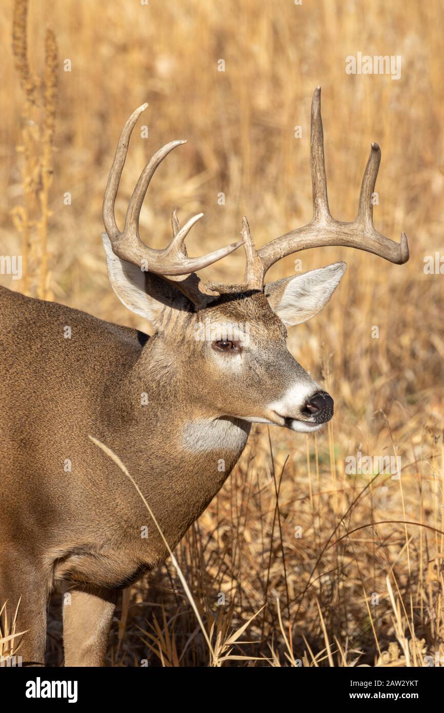 Whitetail Deer Buck in Fall Stock Photo - Alamy