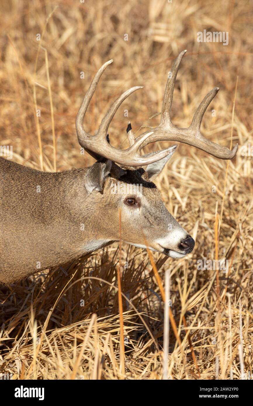 Whitetail Deer Buck in Fall Stock Photo - Alamy