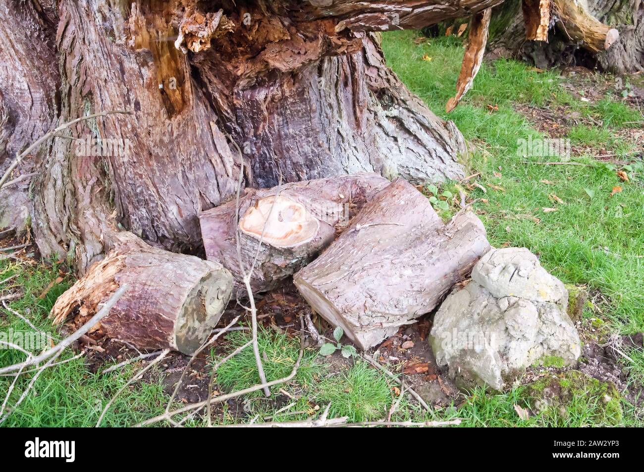 Chopped logs at the base of a tree rotting naturally Stock Photo - Alamy