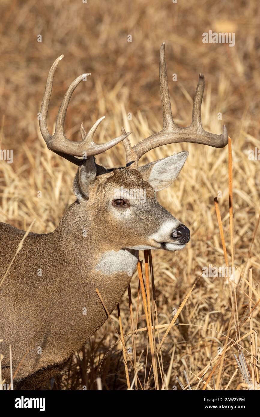 Whitetail Deer Buck Rut High Resolution Stock Photography and Images ...
