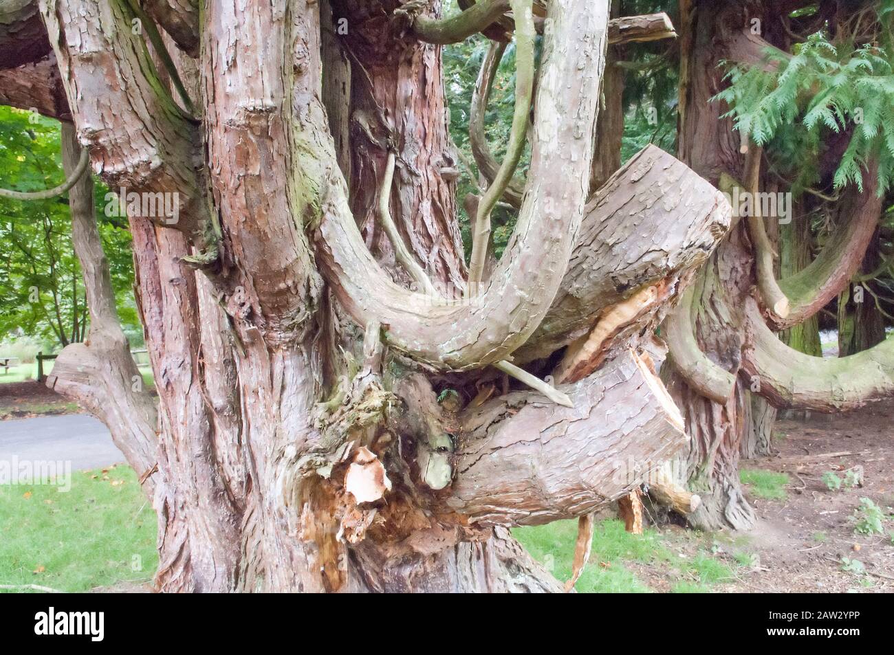 Old twisted tree in the Elan Valley Village, Powys Stock Photo - Alamy